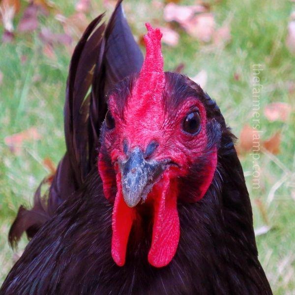 How To Introduce New Chickens To A Flock • The Farmer's Lamp