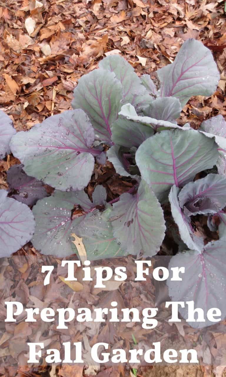 7 Tips For Preparing The Fall Garden
