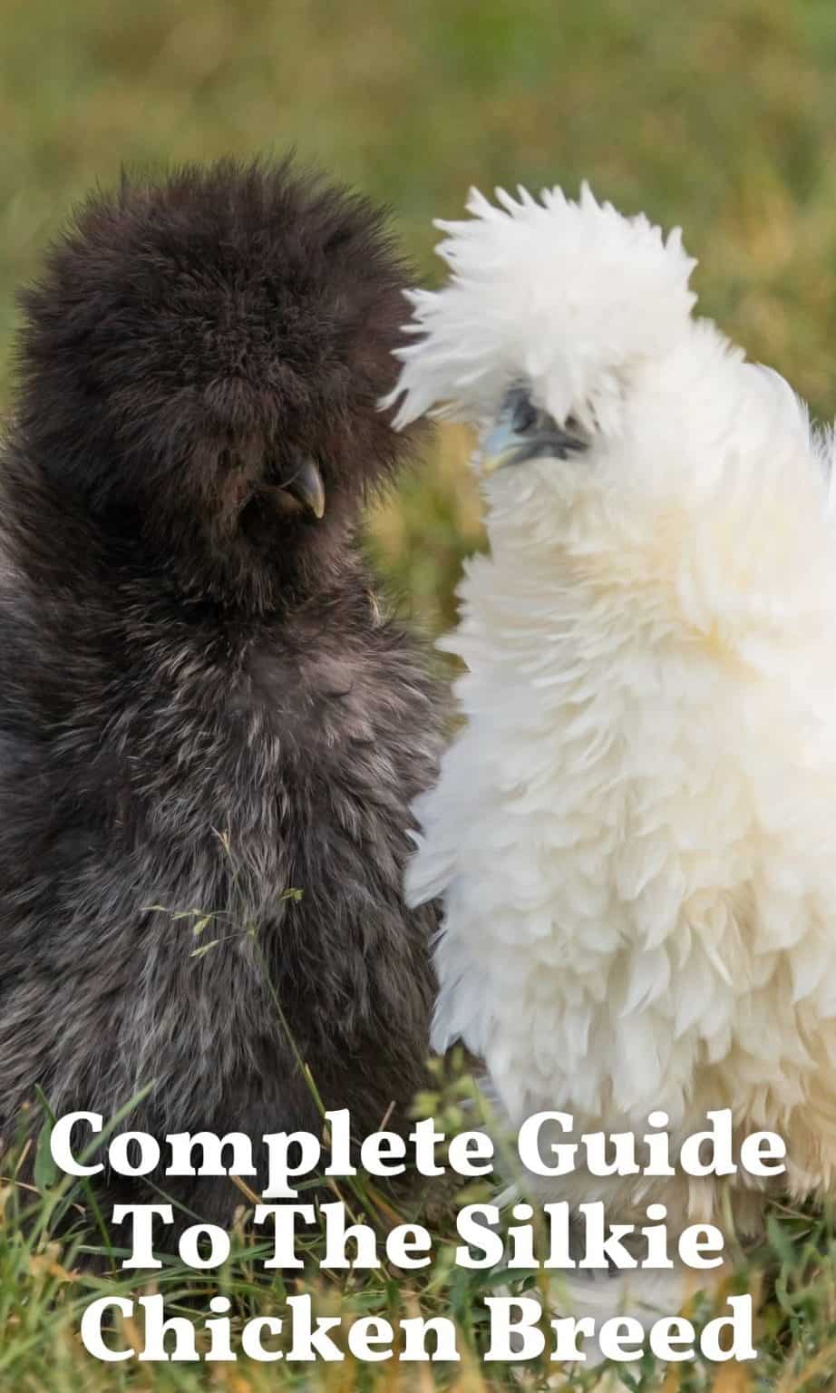 Silkie Chicken Breed: Complete Guide To These Calm Birds