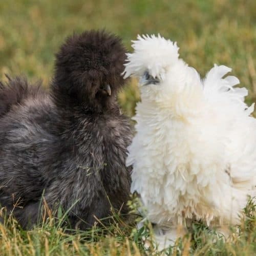 Silkie Chicken Breed: Complete Guide To These Calm Birds