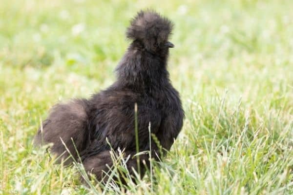 Silkie Chicken Breed: Complete Guide To These Calm Birds