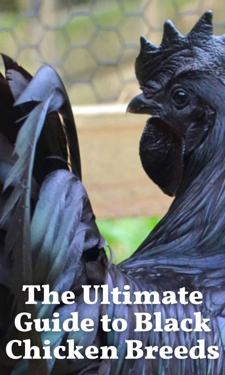 Black Chicken Breeds: The Ultimate Guide