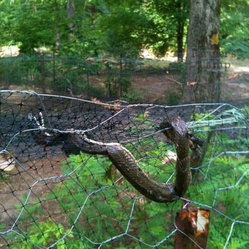 How To Protect Chickens From Predators • The Farmer's Lamp