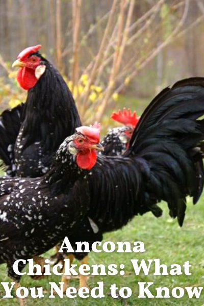 Ancona Chickens: What You Want To Know