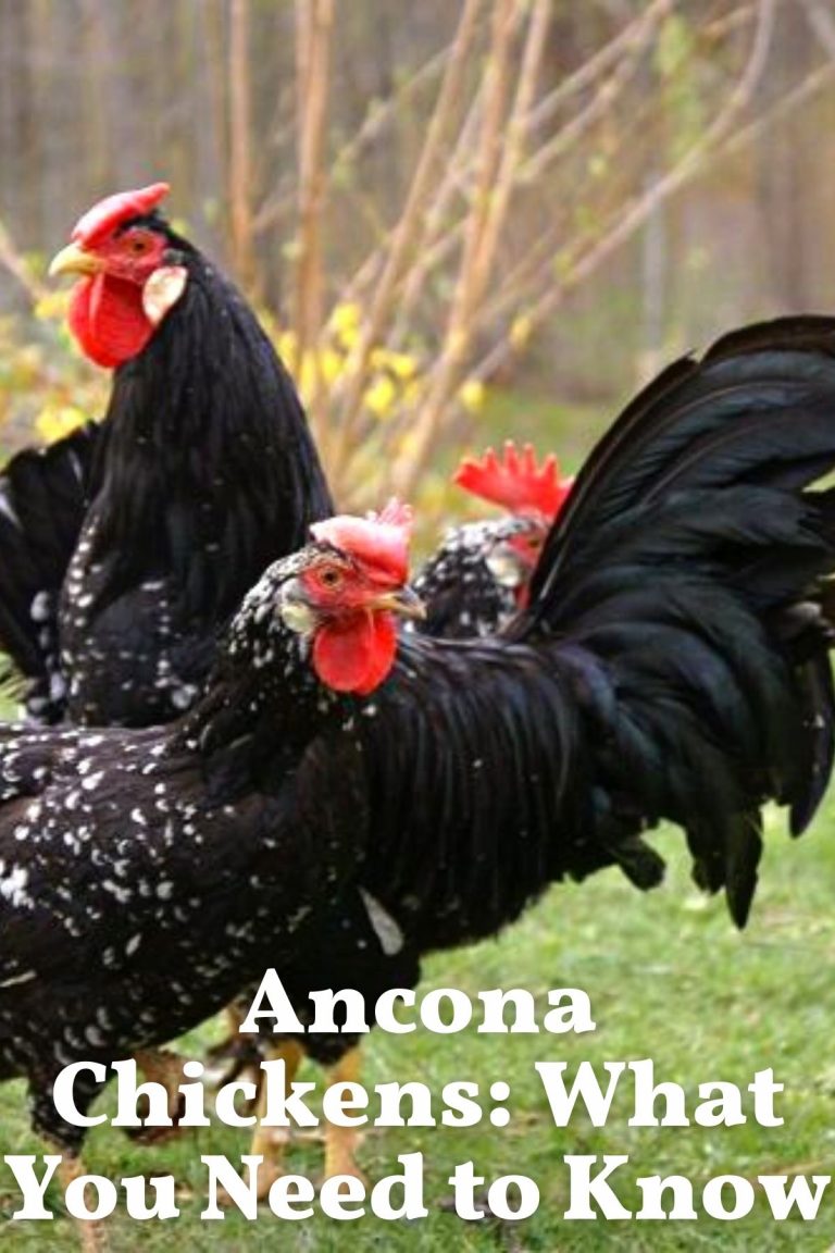 Ancona Chickens: What You Want To Know