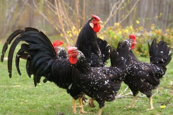 Ancona Chickens: What You Want To Know