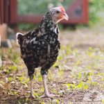 Ancona Chickens: What You Want To Know