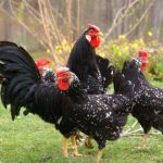 Ancona Chickens: What You Want To Know