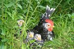 Ancona Chickens: What You Want To Know