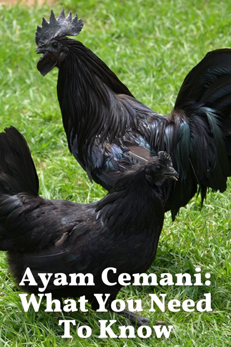 Ayam Cemani: Your Essential Guide