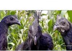 Ayam Cemani: Your Essential Guide