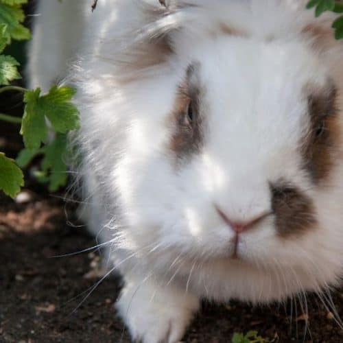 The Lionhead Rabbit: How Big Do They Get? And FAQ Guide