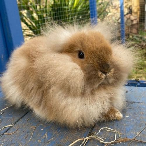 The Lionhead Rabbit: How Big Do They Get? And FAQ Guide