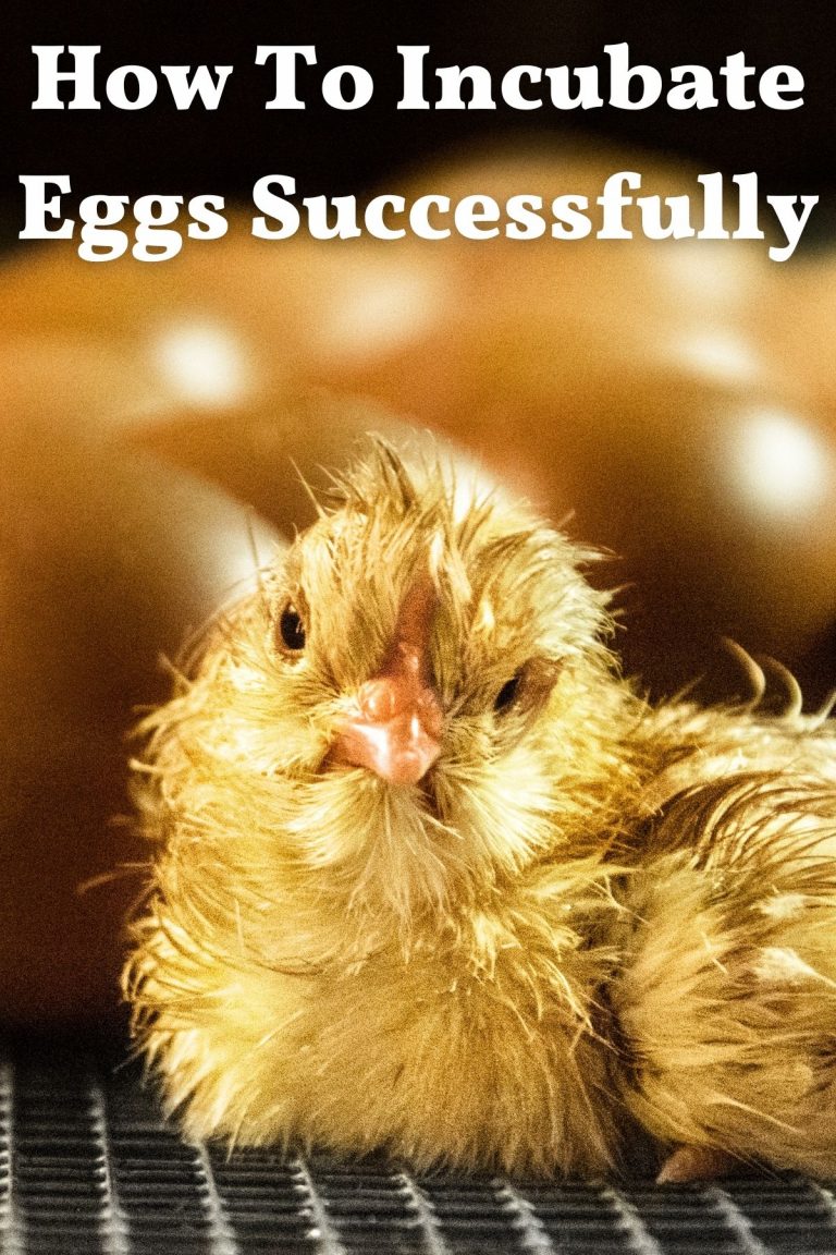 How To Incubate Eggs Successfully • The Farmer's Lamp
