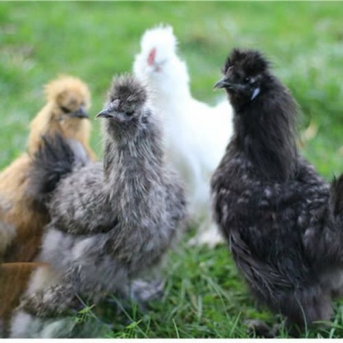 Silkie Chicken Breed: Complete Guide To These Calm Birds