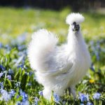 Silkie Chicken Breed: Complete Guide To These Calm Birds