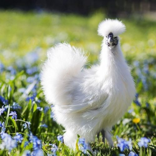 Silkie Chicken Breed: Complete Guide To These Calm Birds