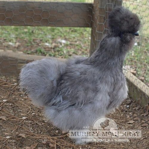 Silkie Chicken Breed: Complete Guide To These Calm Birds