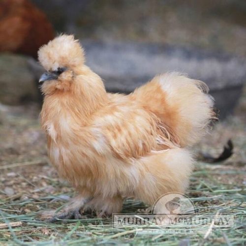 Silkie Chicken Breed: Complete Guide To These Calm Birds