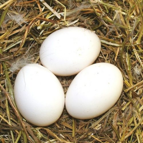The Andalusian Chicken: What You Want To Know • The Farmer's Lamp