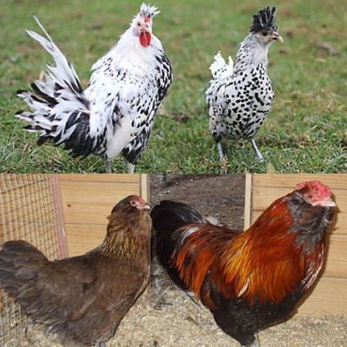 The Appenzeller Chicken Breed: Everything You Want To Know