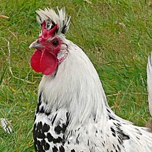 The Appenzeller Chicken Breed: Everything You Want To Know