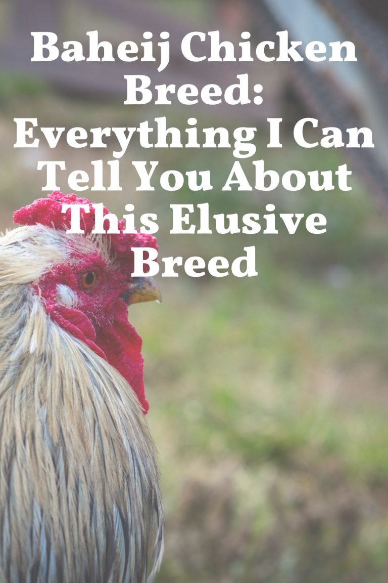 Baheij Chicken Breed: Everything About This Elusive Breed