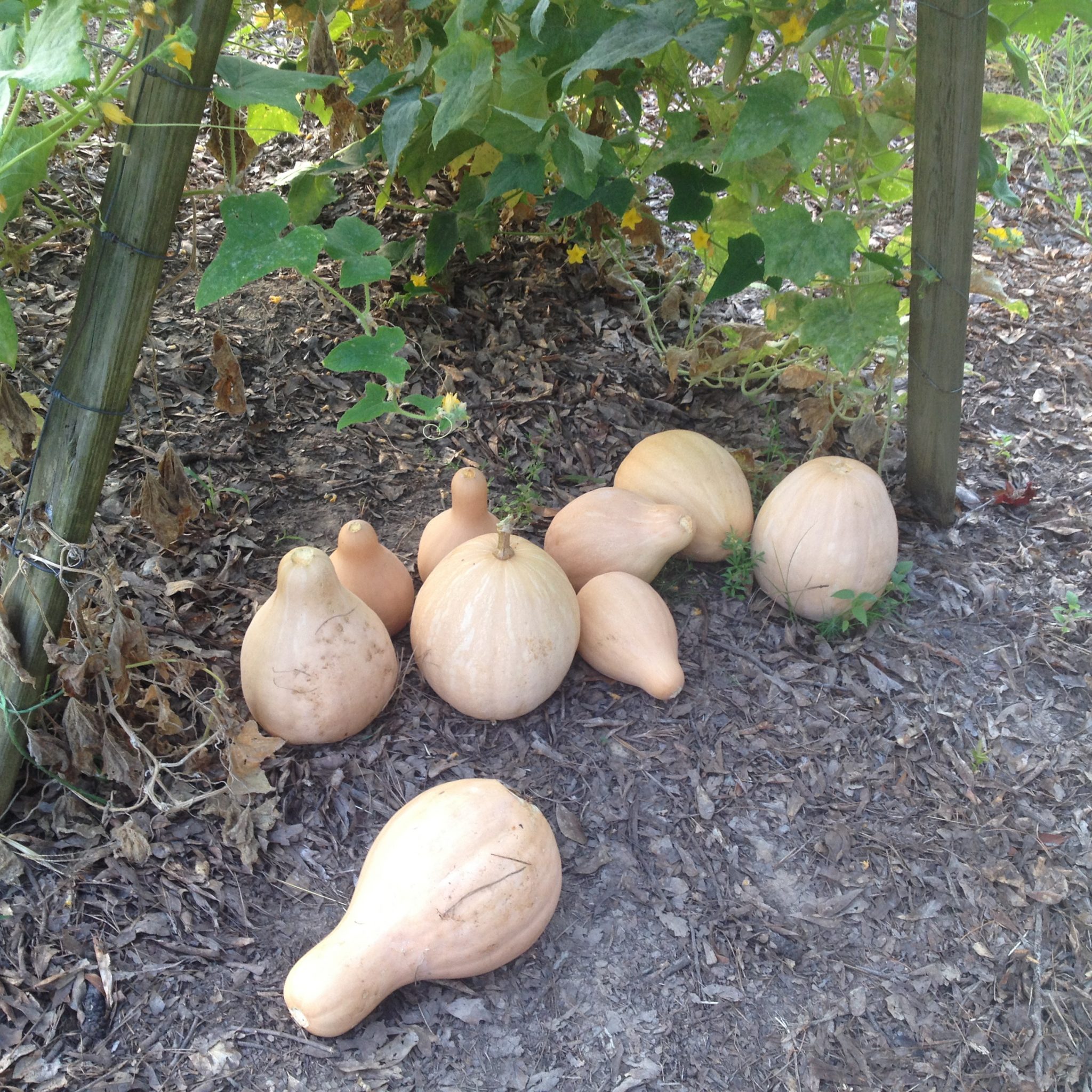 Guide For Growing, Harvesting & Storing Winter Squash • The Farmer's Lamp