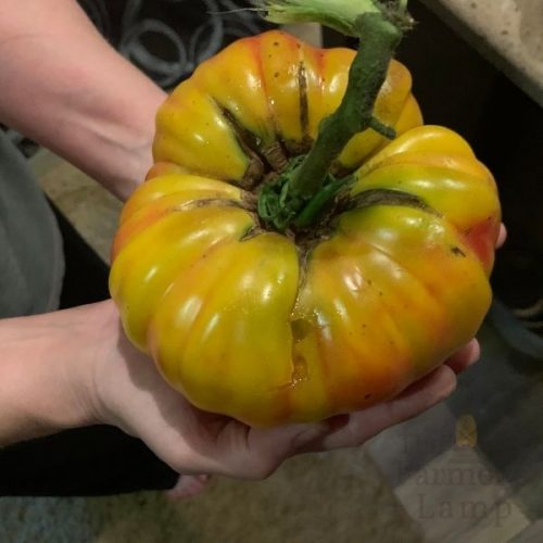 The Home Gardener's Guide To Different Types Of Tomatoes • The Farmer's ...