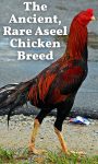 Aseel Chicken / Asil Chicken Breed: What You Need To Know