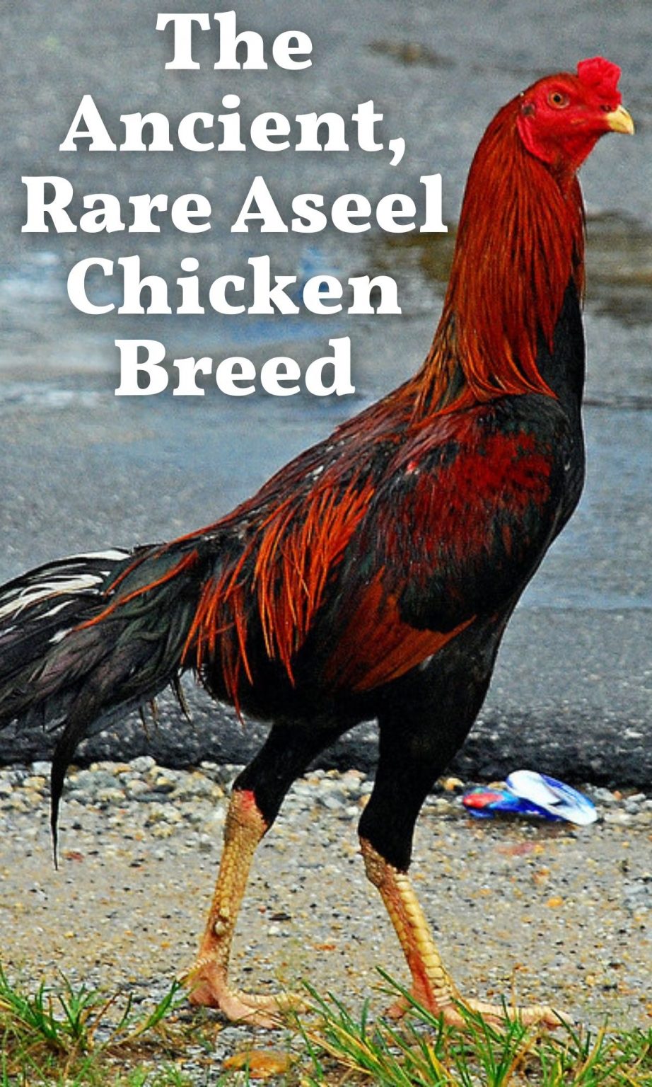 Aseel Chicken / Asil Chicken Breed: What You Need To Know