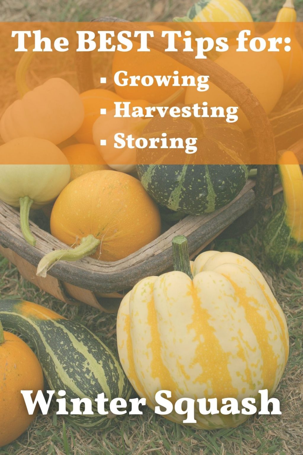 Best Tips For Growing, Harvesting & Storing Winter Squash • The Farmer ...