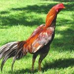 Aseel Chicken / Asil Chicken Breed: What You Need To Know