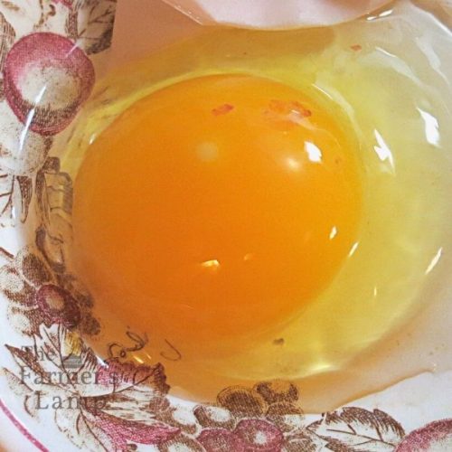 What Are Those Spots In Fresh Chicken Eggs? • The Farmer's Lamp