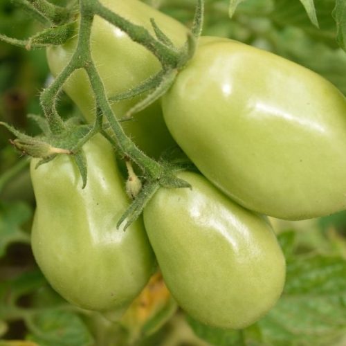 Your Guide To The Amish Paste Tomato