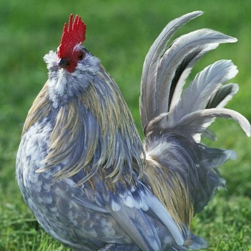 The Belgian D'Uccle Chicken Breed: Everything You Want To Know • The ...