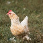 Belgian D'Uccle Chicken Breed: Everything You Want To Know