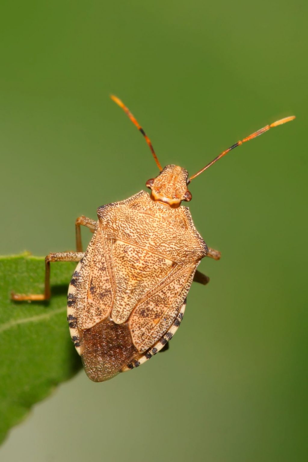 How To Get Rid Of Stink Bugs And Leaf Footed Bugs Naturally