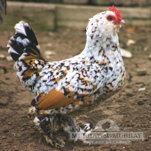 Belgian D'Uccle Chicken Breed: Everything You Want To Know