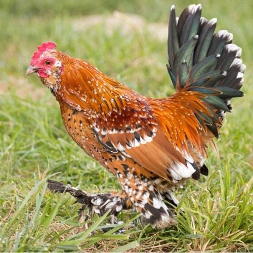 Belgian D'Uccle Chicken Breed: Everything You Want To Know