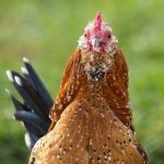 Belgian D'Uccle Chicken Breed: Everything You Want To Know