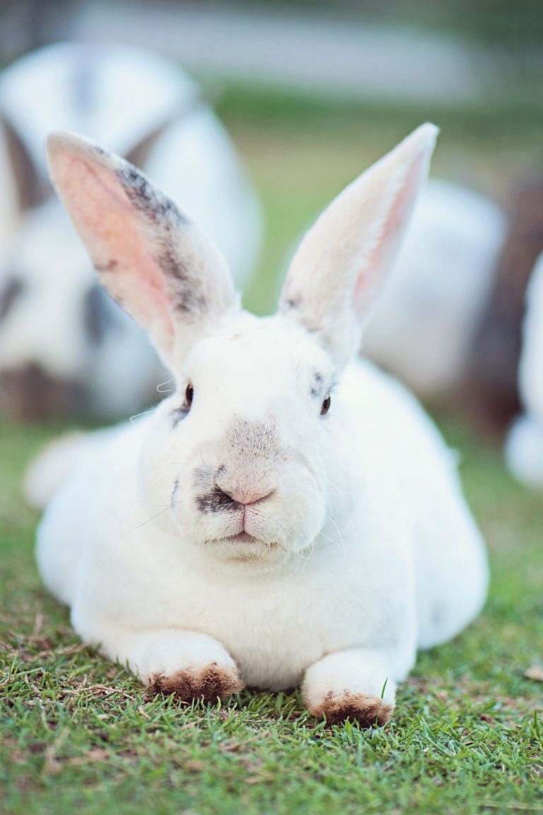 Raising Meat Rabbits To Feed Your Family • The Farmer's Lamp