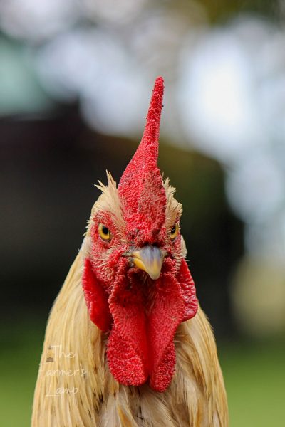 How To Stop An Aggressive Rooster | The Farmer's Lamp