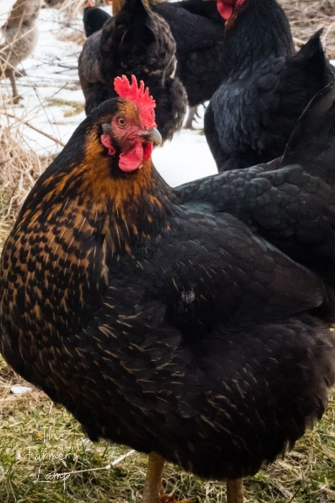 Black Star Chickens