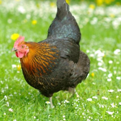 The Black Star Chicken Breed: Your Essential Guide