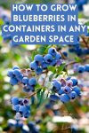 How To Grow Blueberries In Containers In Any Garden Space