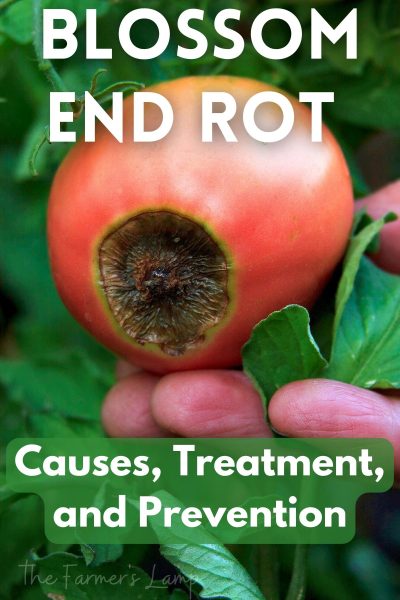 Blossom End Rot: Causes, Treatment, And Prevention