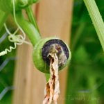 Blossom End Rot: Causes, Treatment, And Prevention