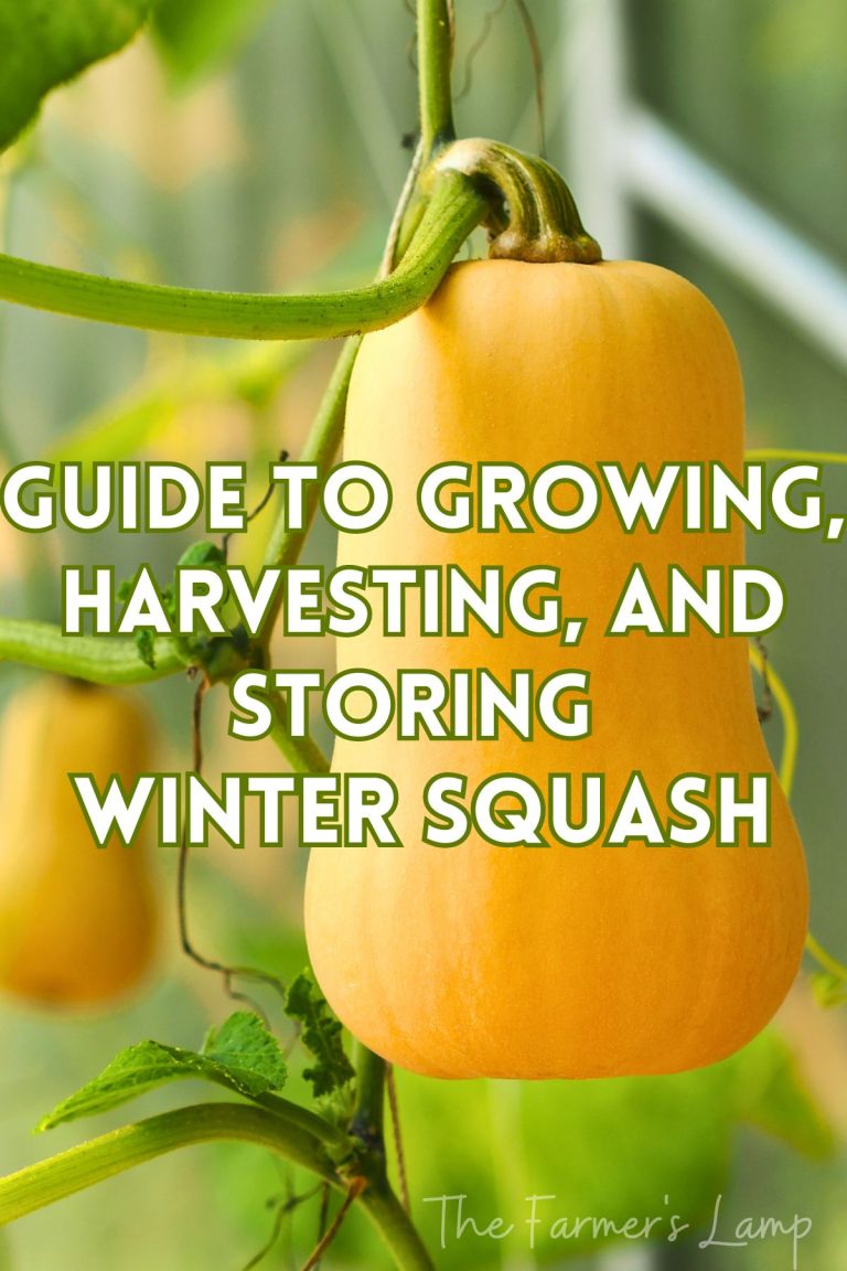 Guide For Growing, Harvesting & Storing Winter Squash • The Farmer's Lamp