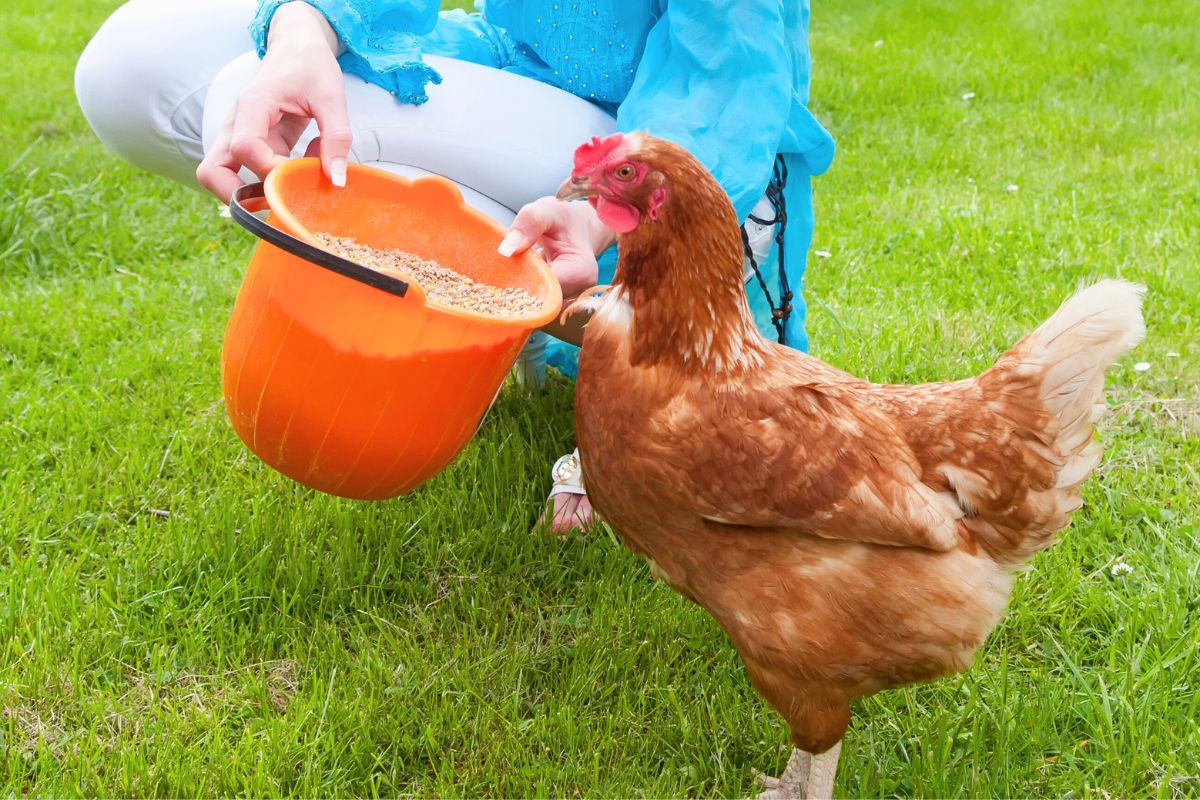 Why And How To Ferment Chicken Feed For Poultry Health • The Farmer's Lamp